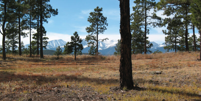 Wildfire Mitigation Techniques: Forest Restoration - Grit